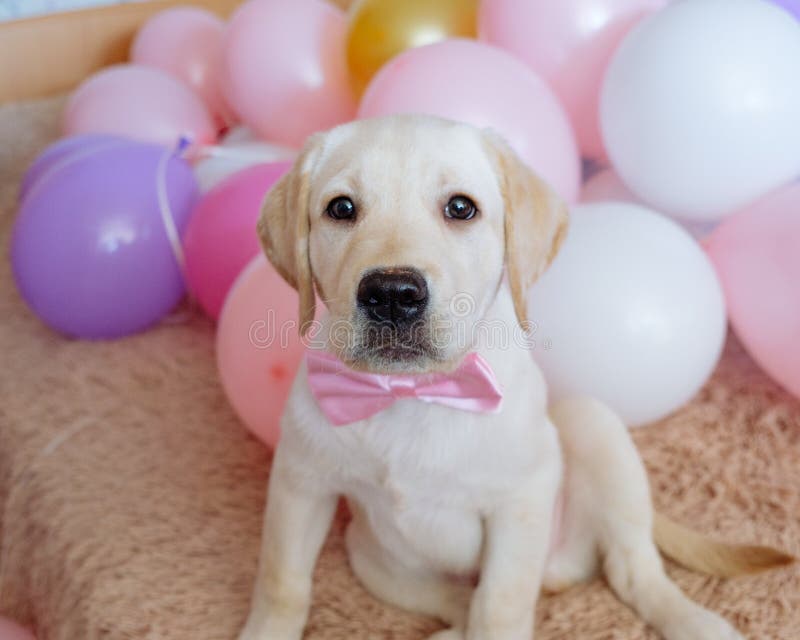 Labrador Retriever Puppy with Pink Bow Stock Image - Image of beige ...