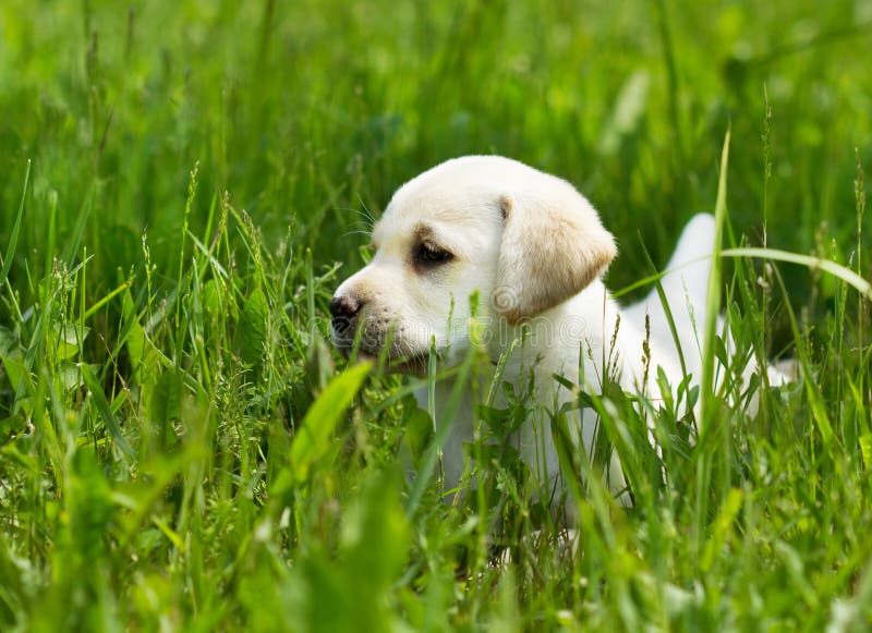 Labrador Retriever Puppy Playing Stock Photo - Image of look, baby ...