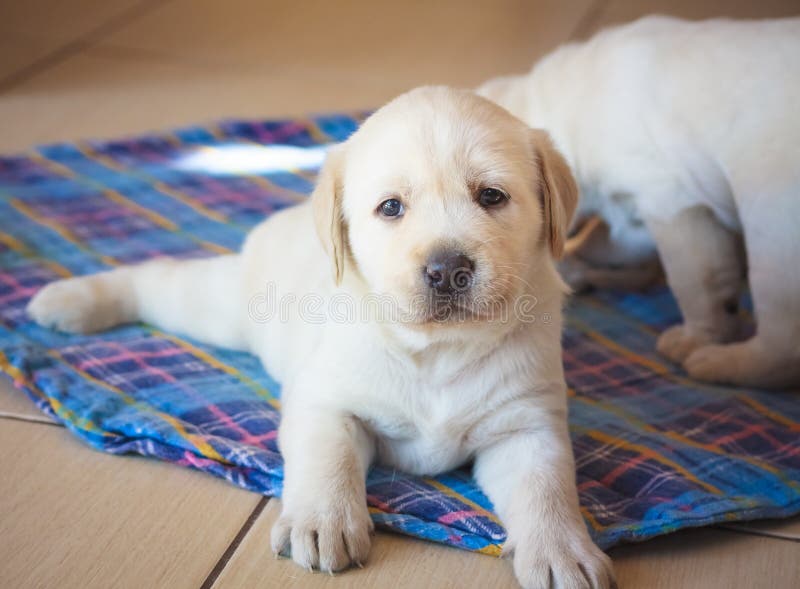 Labrador Retriever Puppy Playing at Home Stock Image - Image of ...