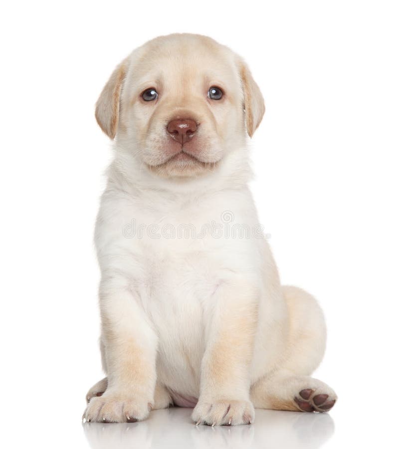 Golden retriever stock image. Image of sweet, retriever - 1092131