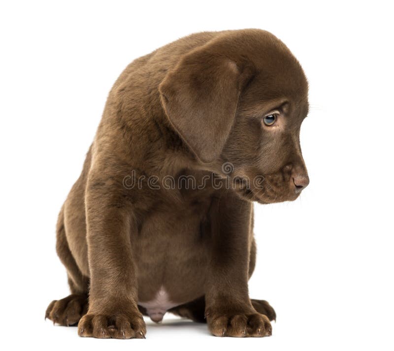 Labrador Retriever Puppy Sitting, 2 Months Old Stock Image - Image of ...