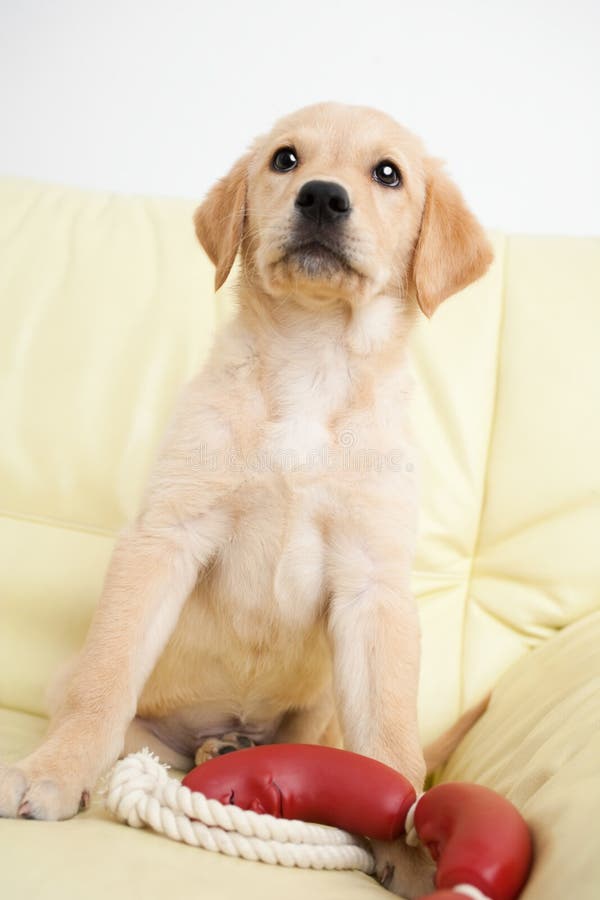 Labrador retriever puppy stock image. Image of dogs, labrador - 68386693