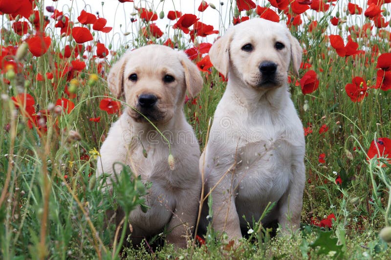 Spring Puppy stock image. Image of gardens, looking, brown - 4893423