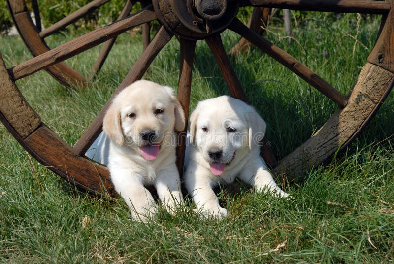 Labrador Retriever puppy stock photo. Image of cute, guide - 33738326