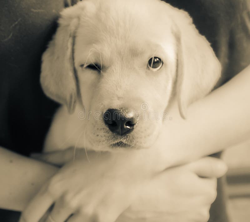 A Labrador Retriever Puppy Winking in Hugs Stock Photo - Image of breed ...