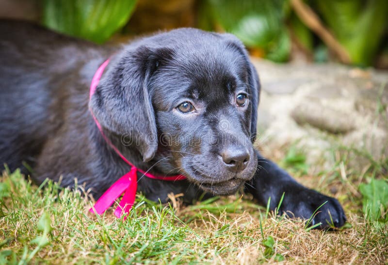 Labrador Retriever Puppy in the Yard Stock Image - Image of april ...