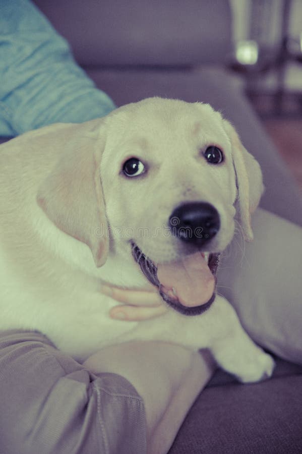 A Labrador Retriever Puppy Yawning in Hugs Stock Image - Image of ...