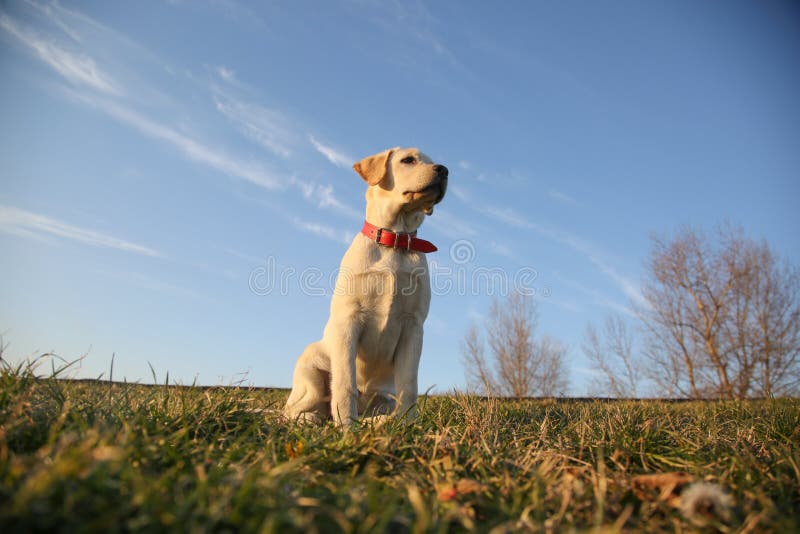 Labrador Retriever with Red Collar Sitting on Grass Field Stock Photo ...