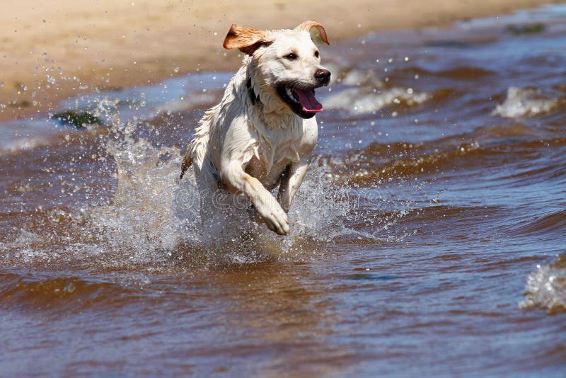 Labrador Retriever Running and Splashing in Water Stock Photo - Image ...