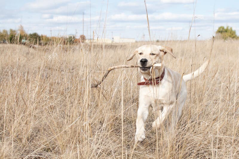 Labrador Retriever Runs in Field on Grass Stock Photo - Image of happy ...