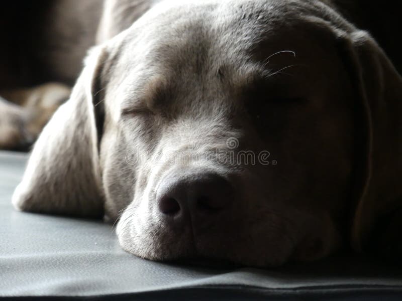 Labrador Retriever stock photo. Image of labrador, sleep - 120035508