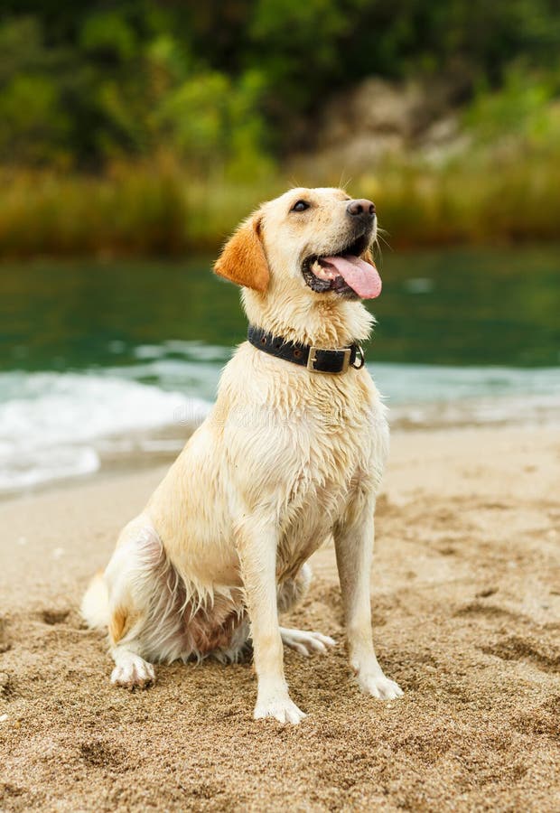 Labrador Retriever is Sitting on the Beach Stock Photo - Image of ...