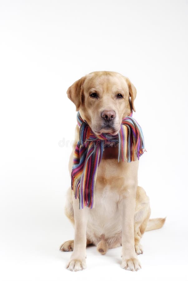 Labrador Retriever Sitting in a Scarf Stock Image - Image of front ...
