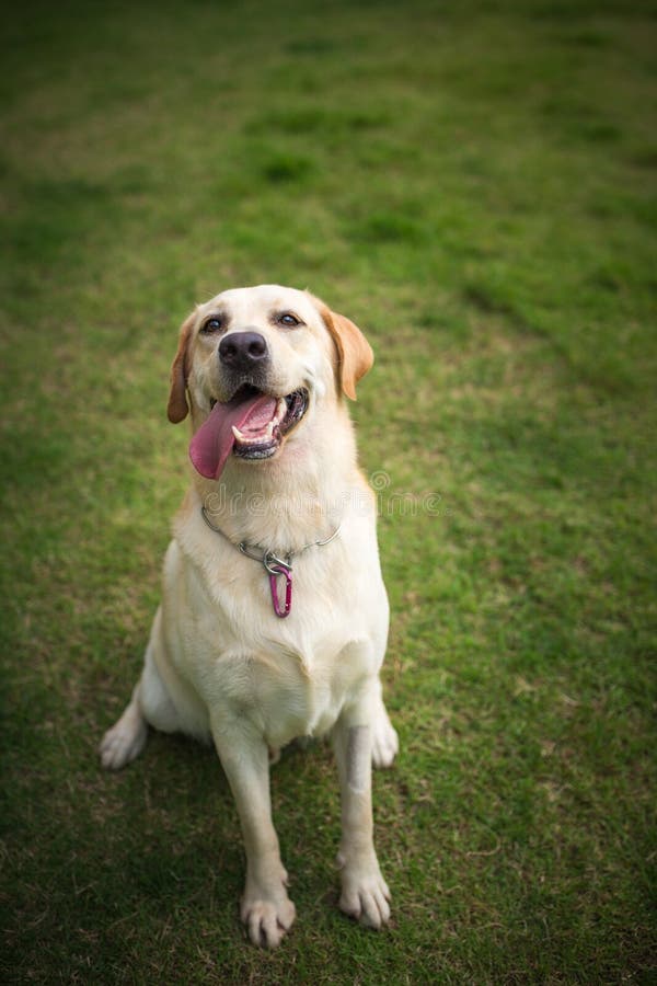 Labrador Retriever Smile and Happy Stock Image - Image of pets, garden ...