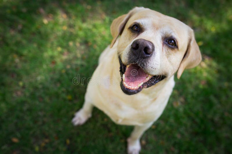 Labrador Retriever Smile and Happy in the Garden Stock Photo - Image of ...