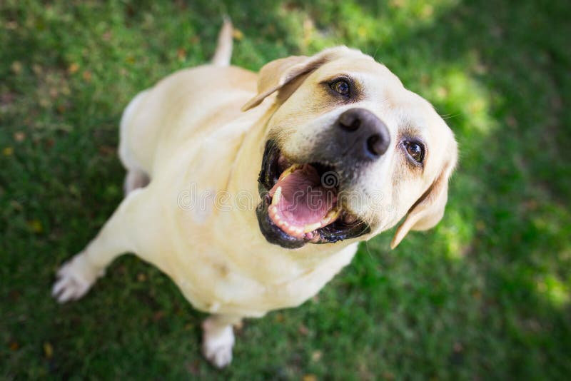 Labrador Retriever Smile in the Morning Stock Image - Image of happy ...