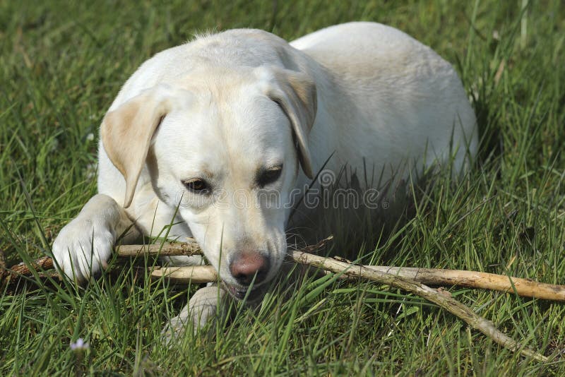 Labrador Retriever with Stick Stock Image - Image of adorable, grass ...