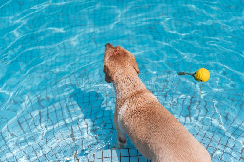 Labrador Retriever Swimming in the Pool Stock Image - Image of health ...