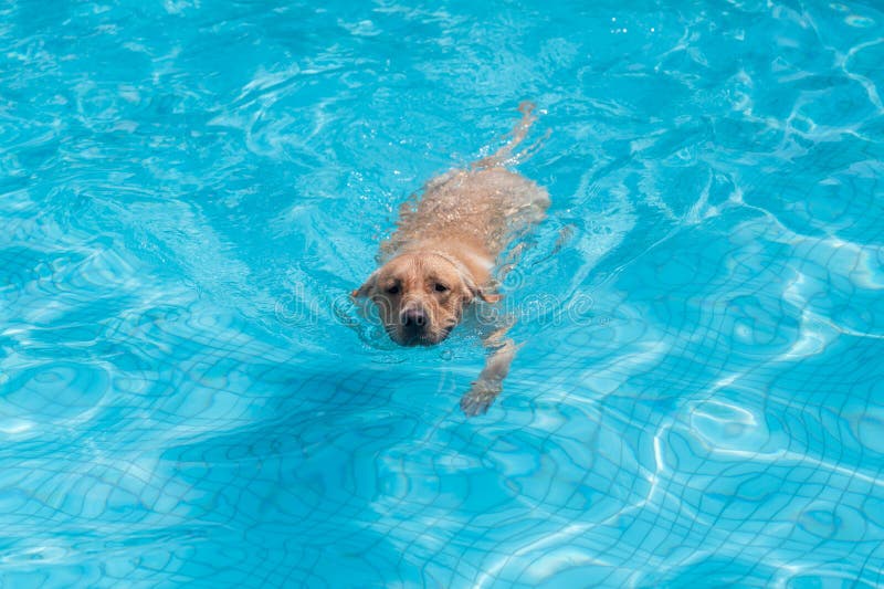 Labrador Retriever Swimming in the Pool Stock Photo - Image of playing ...