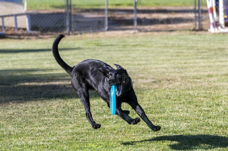 Black Labrador Chasing a Boxer Stock Image - Image of friendly, smile ...