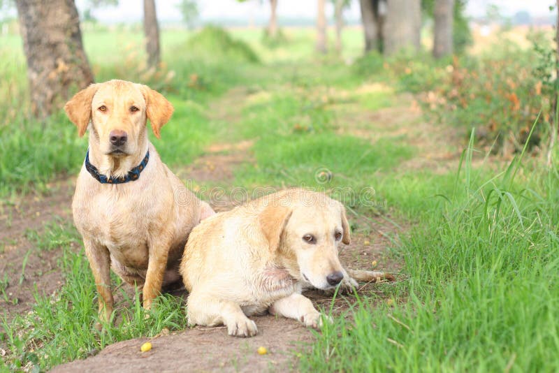 Labrador retriever stock image. Image of labrador, farm - 62183381