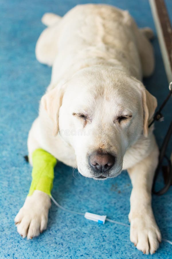 Labrador Retriever at the Veterinary Clinic Stock Image - Image of ...