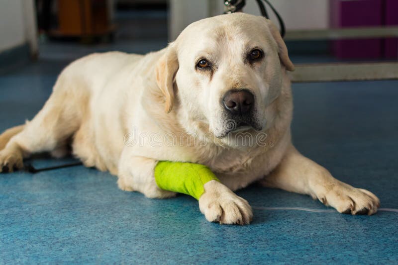 Labrador Retriever at the Veterinary Clinic Stock Image - Image of ...