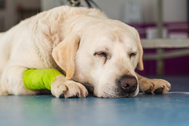 Labrador Retriever at the Veterinary Clinic Stock Image - Image of ...