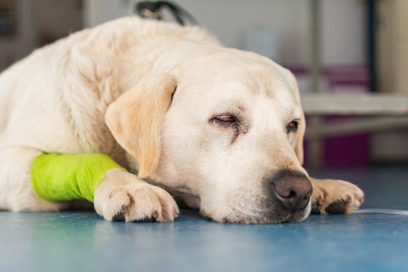 Labrador Retriever at the Veterinary Clinic Stock Photo - Image of ...