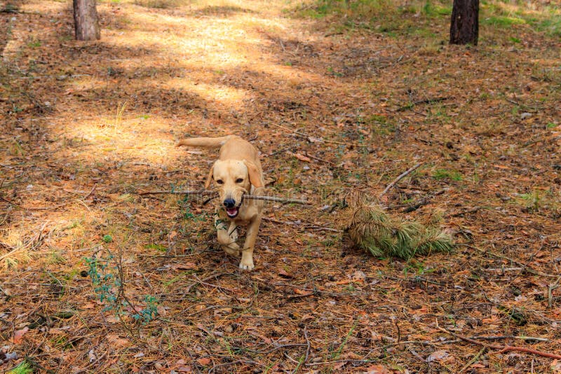 Labrador Retriever Walking in Pine Forest at Autumn Stock Photo - Image ...