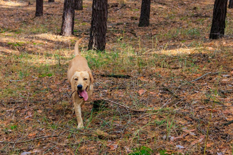 Labrador Retriever Walking in Pine Forest at Autumn Stock Image - Image ...