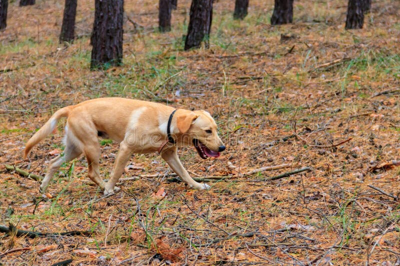 Labrador Retriever Walking in Pine Forest at Autumn Stock Photo - Image ...
