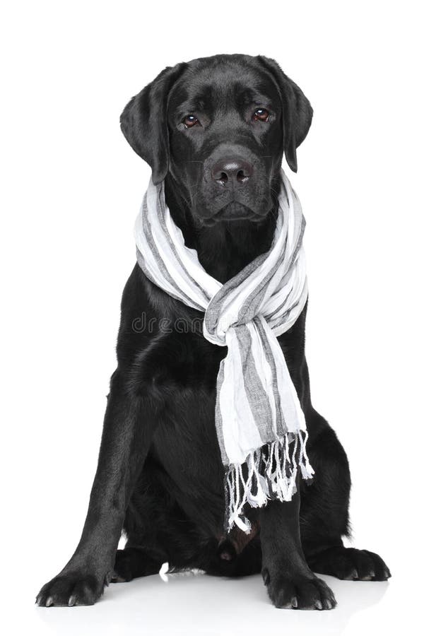 Labrador Retriever with a Warm Scarf Stock Image - Image of pets ...
