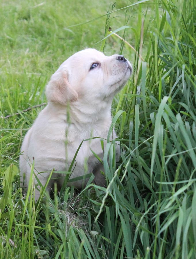 Labrador Retriever Looking at the Grass Stock Photo - Image of ...