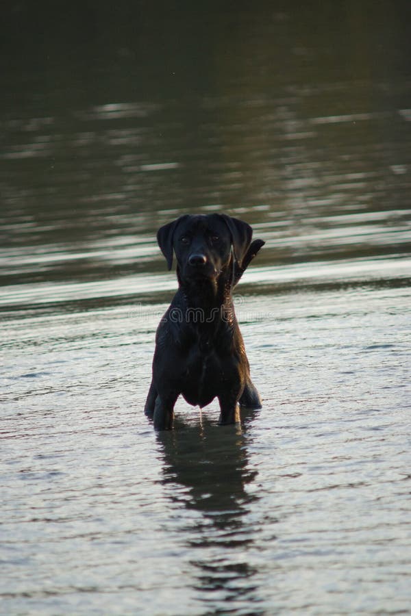 Labrador Retriever in Water Stock Image - Image of retriever, labrador ...