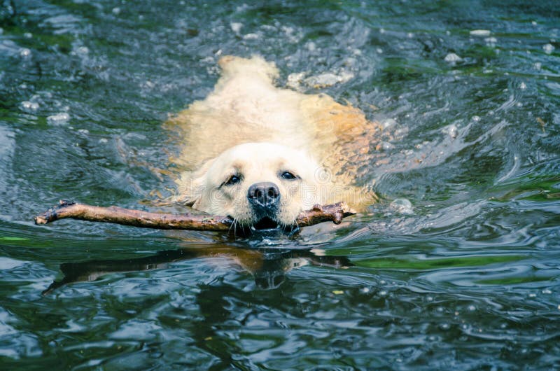 Labrador Retriever in the Water Stock Image - Image of splashing ...
