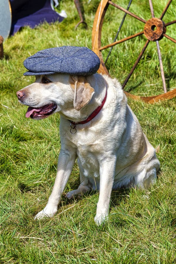 A Labrador Retriever Wearing a Flat Cap Stock Photo - Image of domestic ...