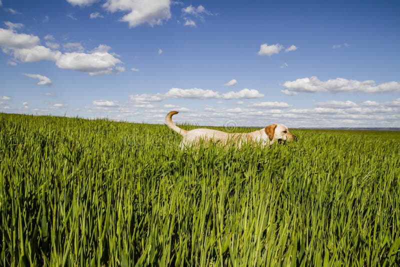 Labrador Retriever in Wheat Field Stock Photo - Image of harvest, green ...