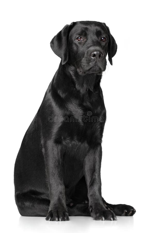 Labrador Retriever On White Background Stock Photo - Image: 63014534