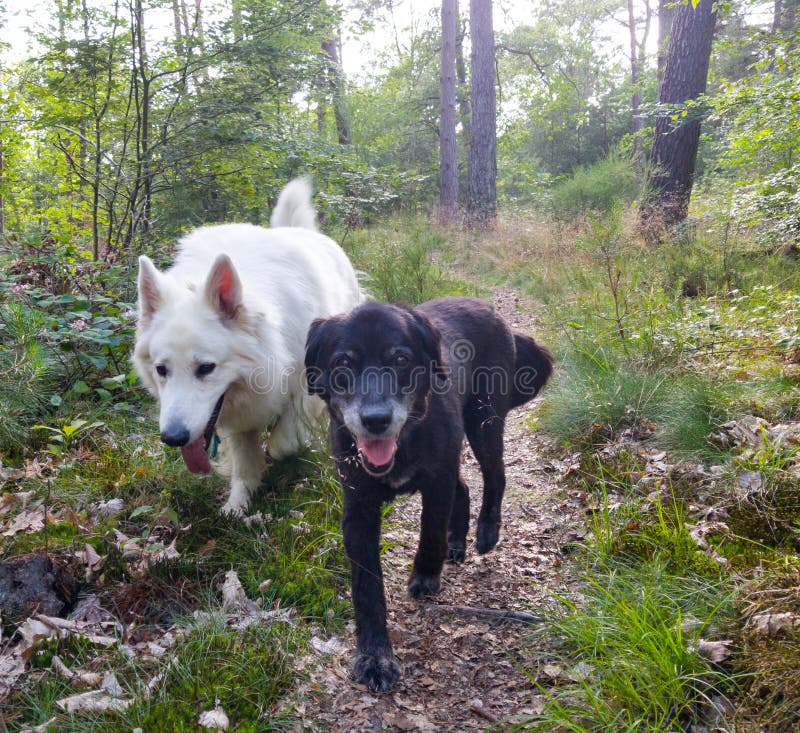 Labrador Retriever and White Shepherd in Forest Stock Image - Image of ...