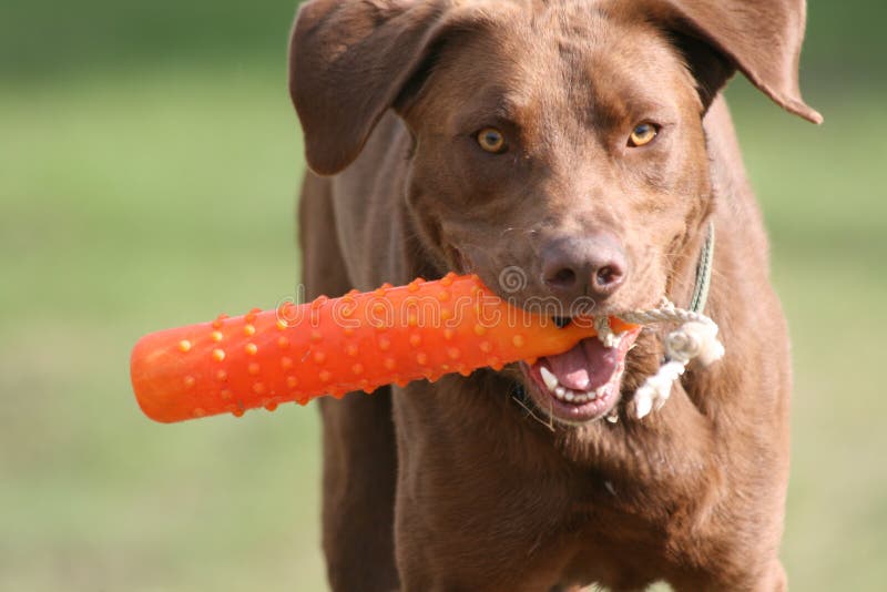 Labrador retriever working stock image. Image of working - 6066331