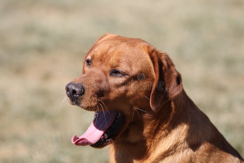 A Labrador Retriever Yawning. Stock Photo - Image of companion, sleepy ...