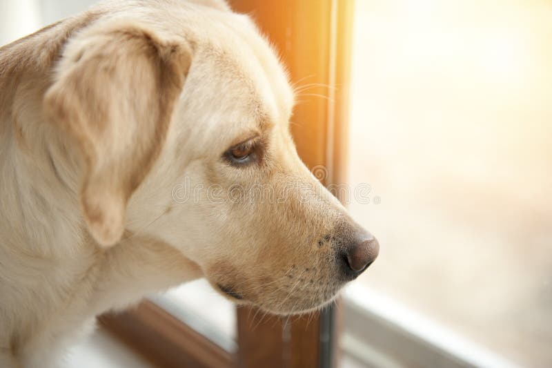 Labrador retriever stock image. Image of happiness, furniture - 53824013