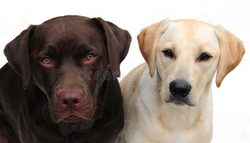 Labrador retrievers stock image. Image of hound, yellow - 5977329