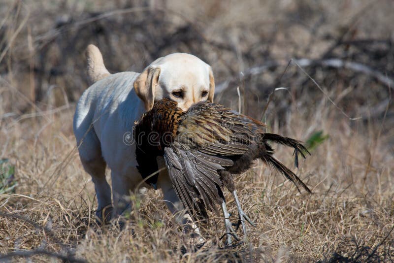 Labrador Retrieving Pheasant Stock Image - Image of pheasant, trials ...