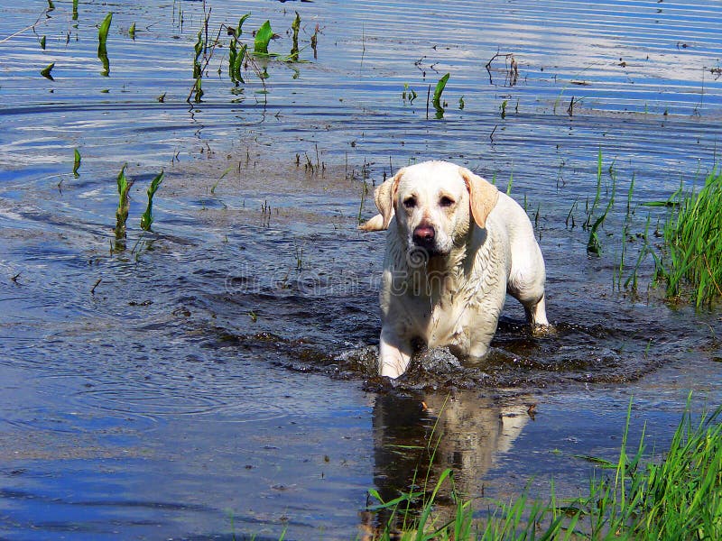 Hunting labrador retriever stock image. Image of hunt - 1450937