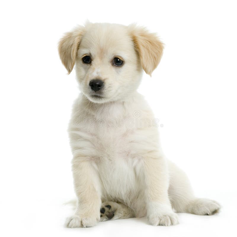Puppy Labrador (4 Months Old) Stock Photo - Image of canine, pets: 9332212