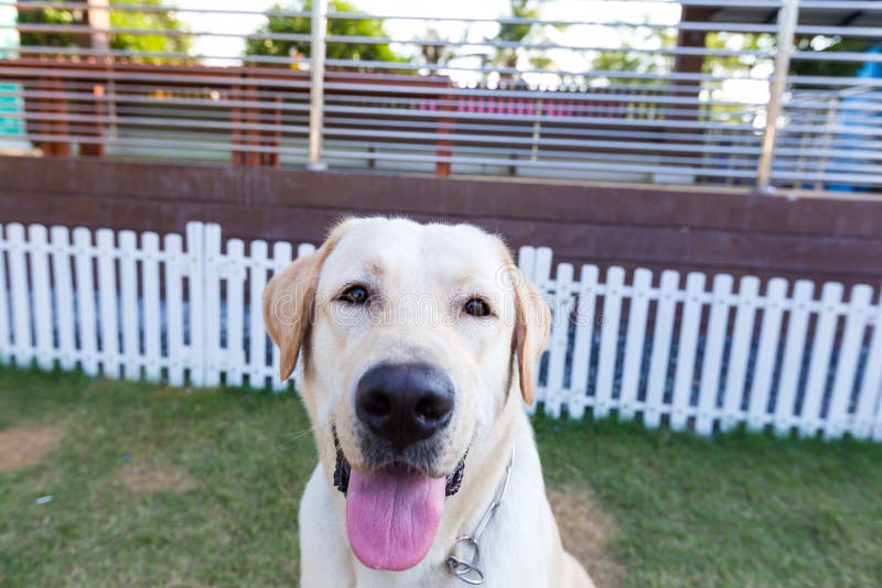 Labrador Retriver Smiling in the Garden Stock Photo - Image of female ...