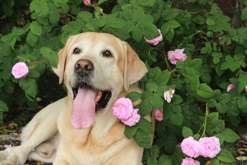Big Yellow Labrador Roses Stock Photos - Free & Royalty-Free Stock ...