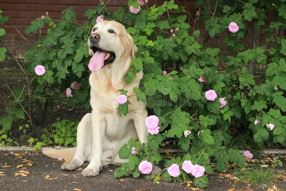 Labrador in roses stock photo. Image of labrador, pale - 74722052